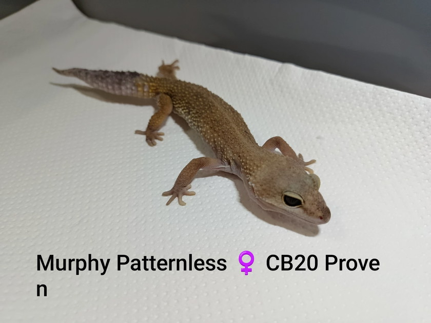 Leopard geckos male and females - Nowa Iwiczna