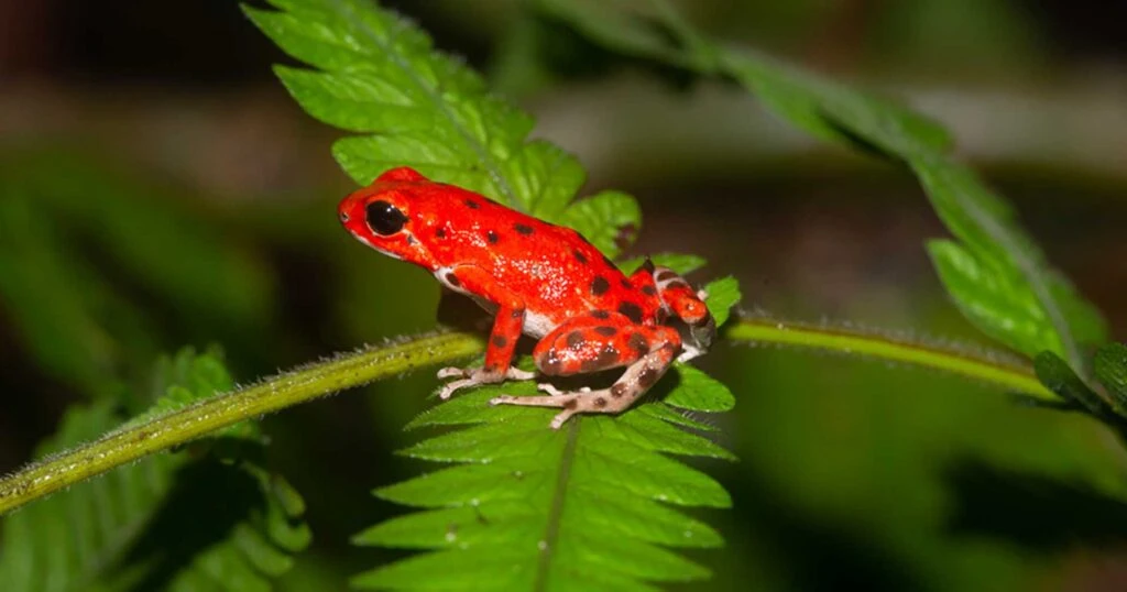 Suche Oophaga Pumilio Bastimentos (Red frog beach) - Wietmarschen