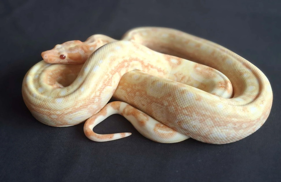 Boa c.i. 0.1 Kahl Albino Leopard - Mitterfelden