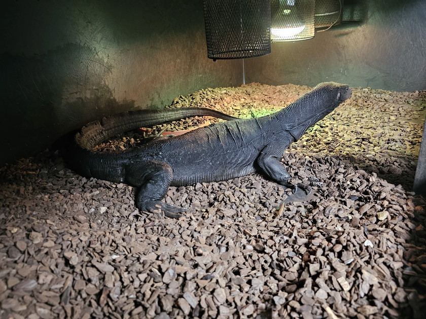 Varanus salvator komaini Black dragon - Grodzisk Mazowiecki