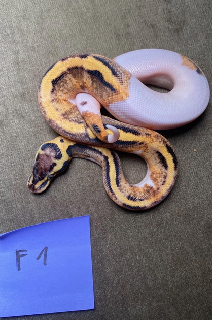5.4 Python regius Piebald / Pastel piebald = 800€! - GDYNIA