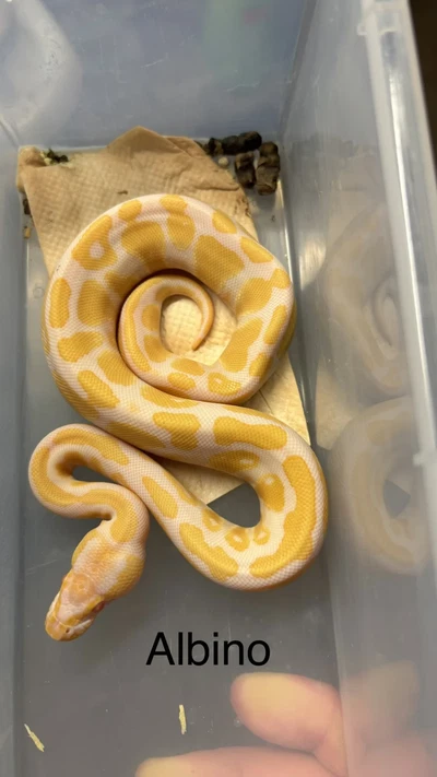 Python regius - current offer 22.4 - Pacov