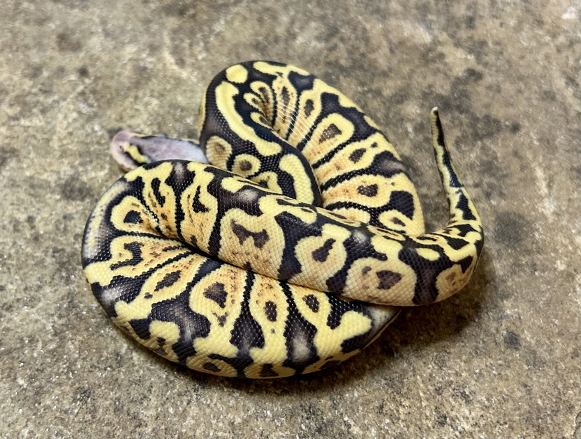 2,1 Königspython Super Pastel GHI Mojave Ghost Hypo - Bönen