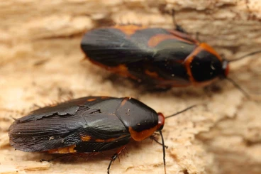 Insekten kaufen und verkaufen