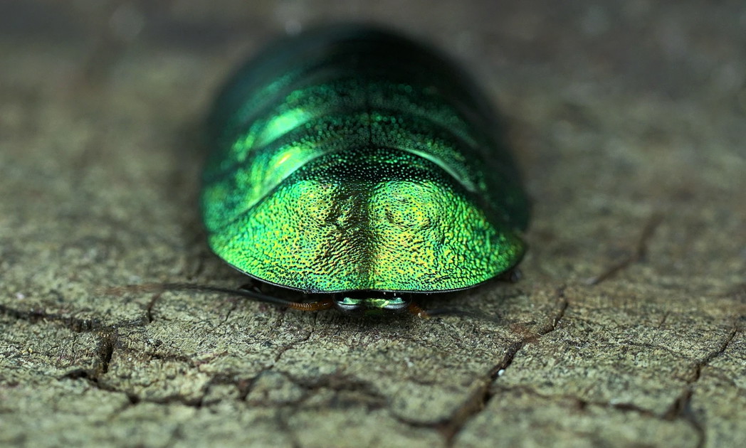 Ornamental and feeding cockroaches - Castel Gandolfo