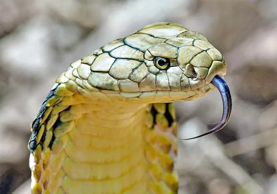 LOOKING FOR VENOMOUS SNAKES - Lublin