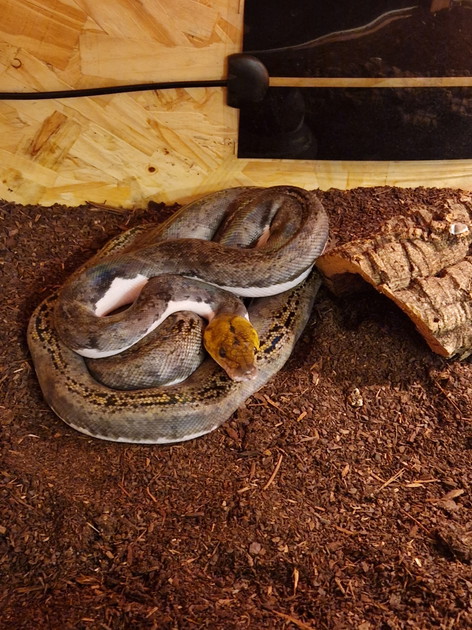 Netzpython, Python Reticulated Pied. 0.1 - Tengen