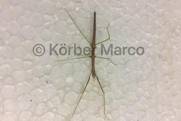 Insekten kaufen und verkaufen