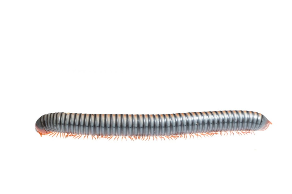 MILLIPEDE SALE!!! Rare species! - Nijmegen