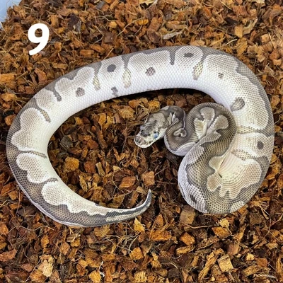 Python regius, VPI Axanthic, Clown, Pied. - Copenhagen