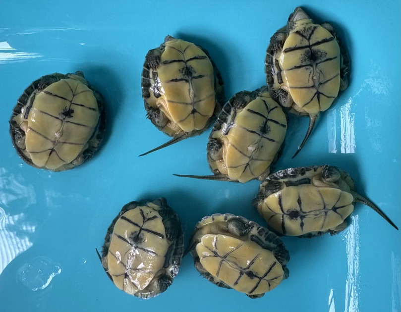 Rare !!! Cuora pani Pan's Box Turtles !! Last chance for Hamm !! - St ...