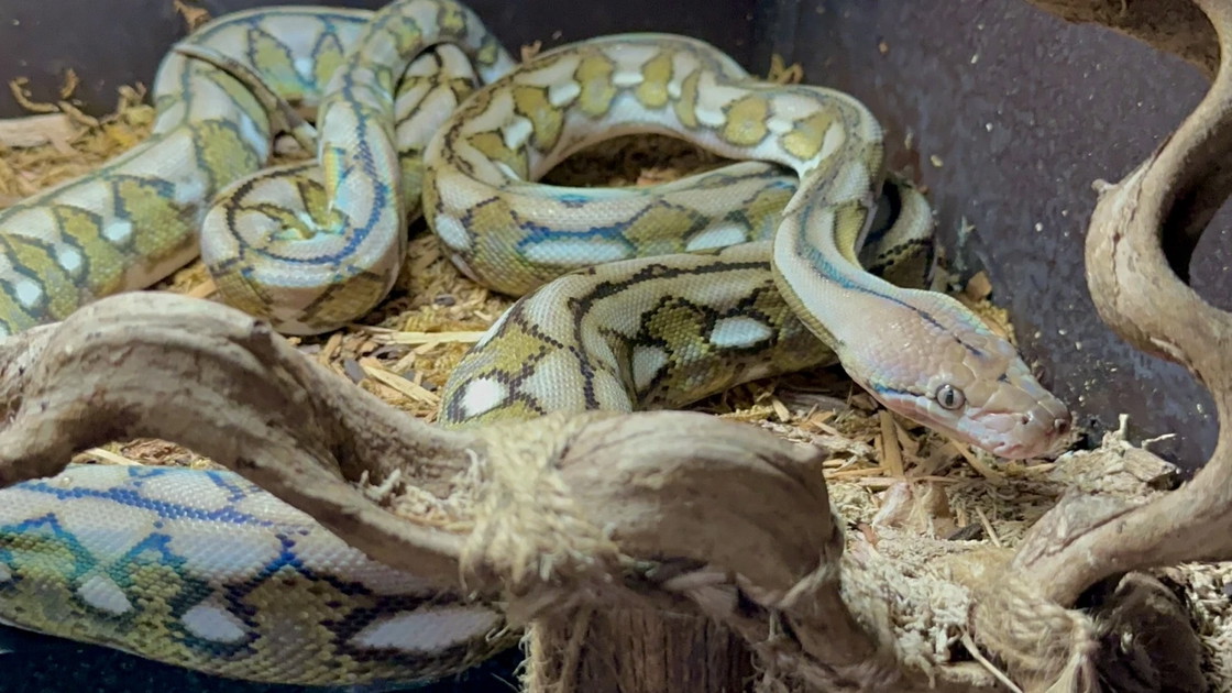 1.2 (Super-/dwarf) retic (anery-purple-albino/mochino) - Son