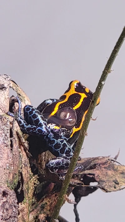 Ranitomeya imitator jeberos - Lensahn