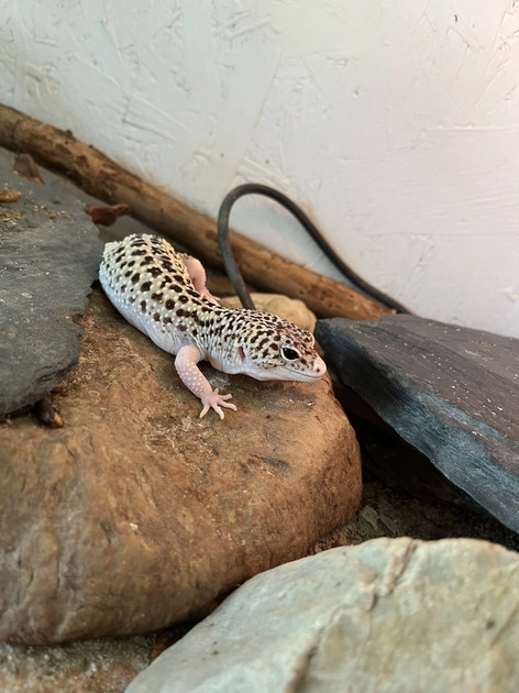 3 Leopardgeckos mit Terrarium und Zubehör - Bellersdorf
