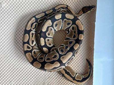 0.1 Python regius 100DH clown/genetic stripe cb 2024