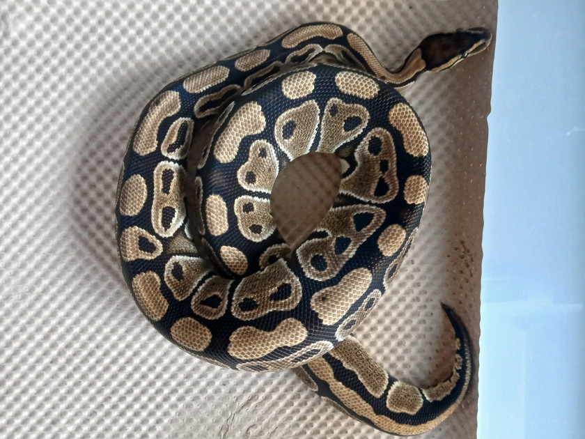 0.1 Python regius 100DH clown/genetic stripe cb 2024