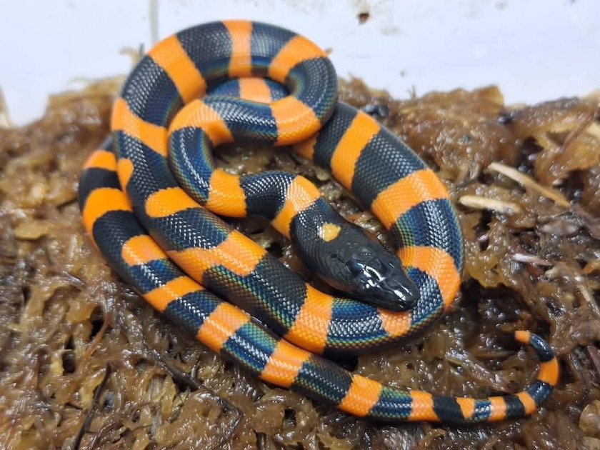 BOTHROCHILUS BOA/Bismarck Ringed Python - Rome