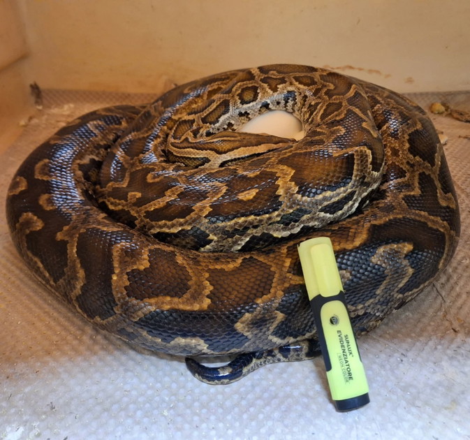 PYTHON BIVITTATUS PROGSCHAI/Dwarf Sulawesi Rock Python - Rome
