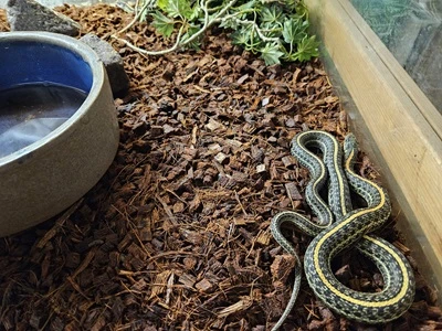 Adult Breeding Snakes for sale - Marknesse