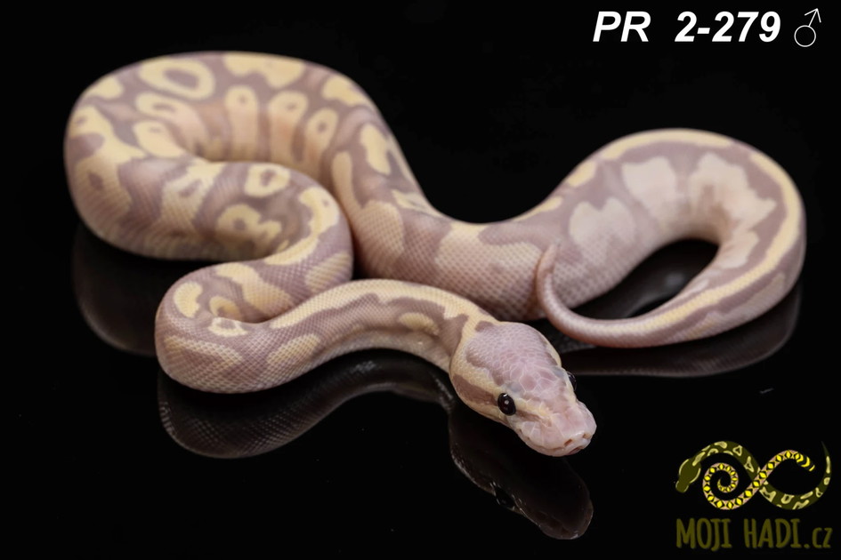 Python regius - Königspythons - Ball python - 2024 - Plzen