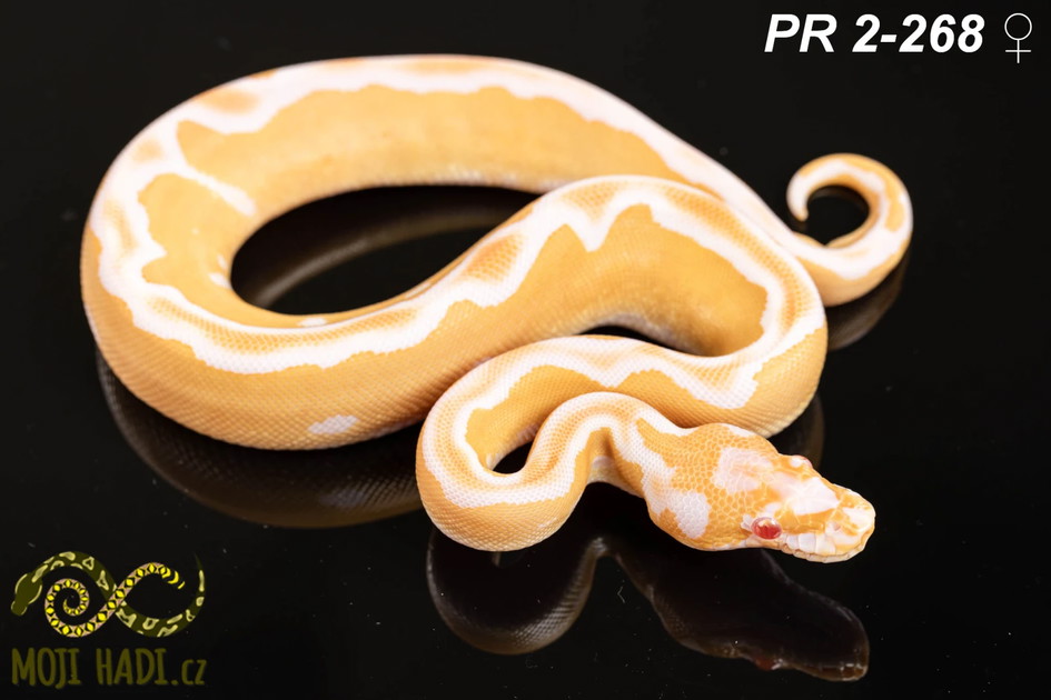 Python regius - Königspythons - Ball python - 2024/2025 - Plzen