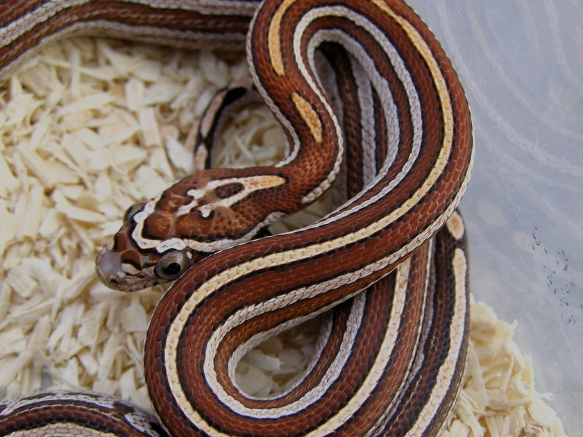 Microscale P.guttatus NZ 25 are now -50% - Revnice