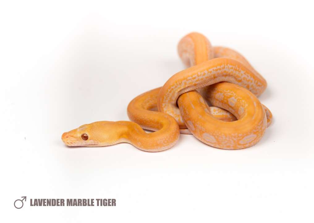 Malayopython reticulatus, Netz Python, Retic - Grodzisk Mazowiecki