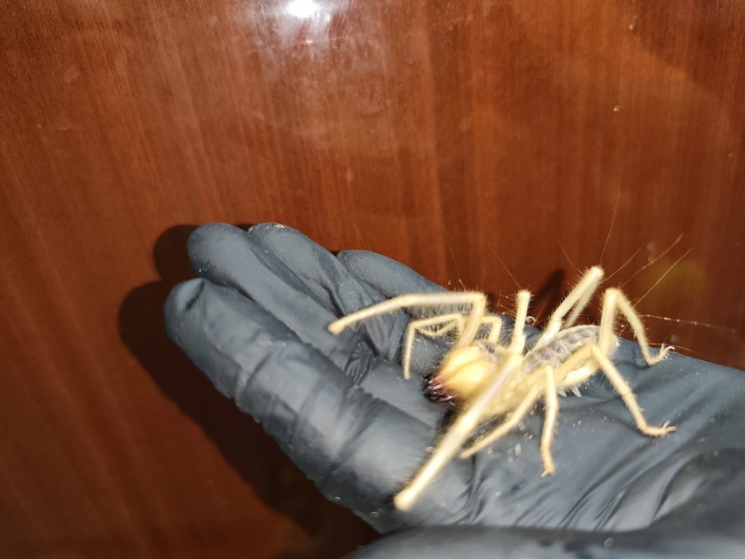 For sale: Camel Spider / Sun Spider (Galeodes sp.) – Live Solifugae ...