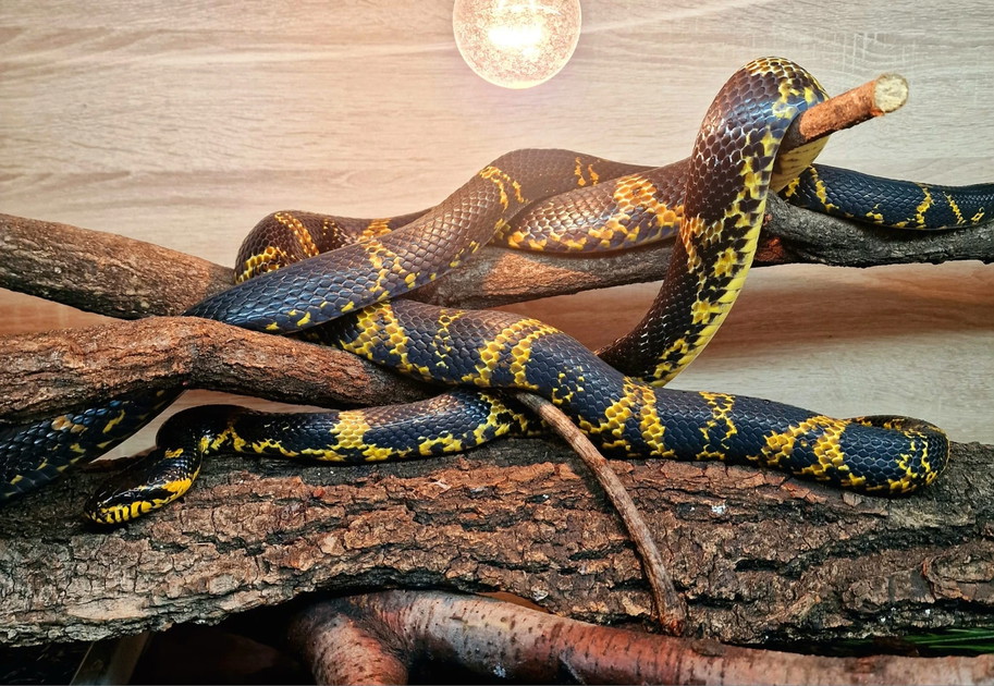 Elaphe schrenckii CB 8/2025 - Ostrava