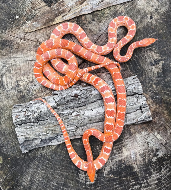 1.1 Fluorescent Red Pantherophis guttatus - Oesede