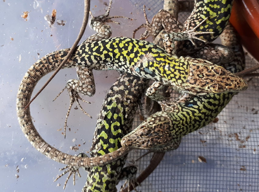 Podarcis s. sicula, Podarcis s.campestris, Podarcis muralis nigriv ...