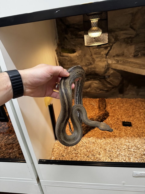 € 100 gesamt Boa Constrictor Imperator - Morphen - Gallneukirchen
