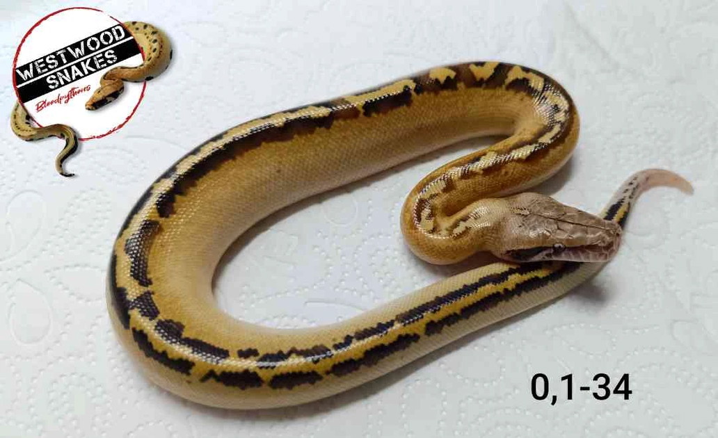 Python brongersmai / Bloodpython / Blutpython - Wissen