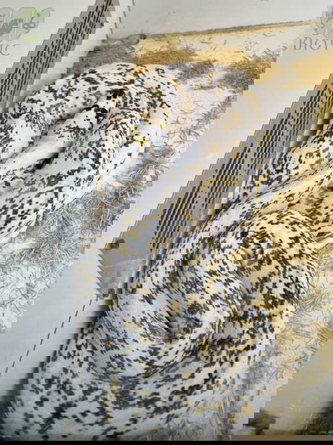 High white Calico Reticulated pythons - Kuala Lumpur