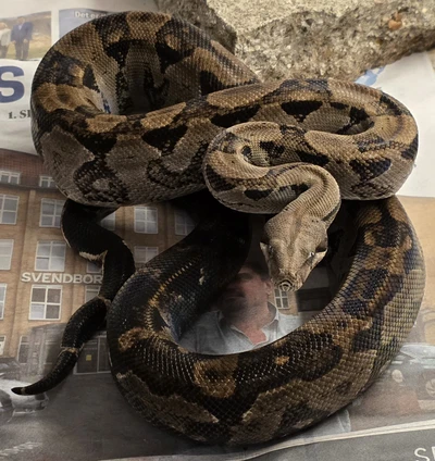 El Salvador boas / Suche: Timor python - Svendborg