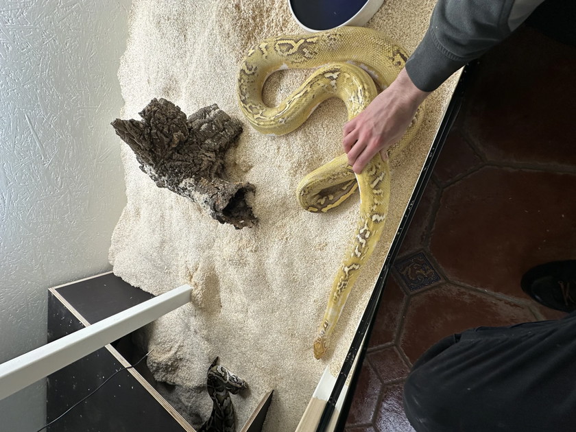 1.0 Caramel Piebald Adult Tigerpython - Birkweiler