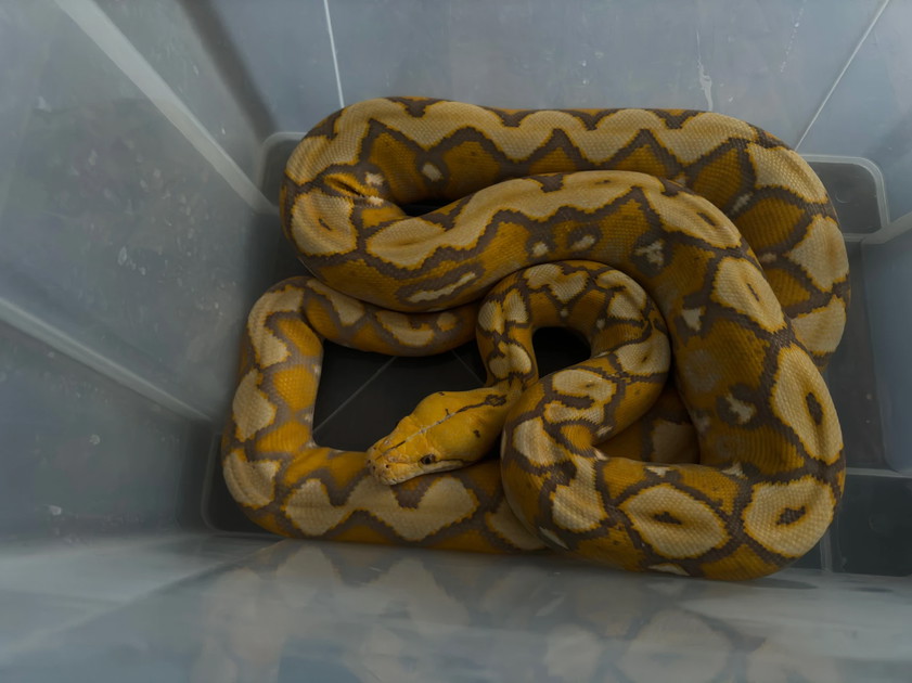 1.0 Reticulated python Orange Glow Sunfire CB 2019 - Hannover