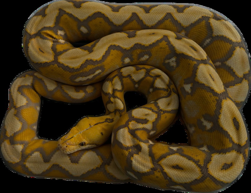 1.0 Reticulated python Orange Glow Sunfire CB 2019 - Hannover