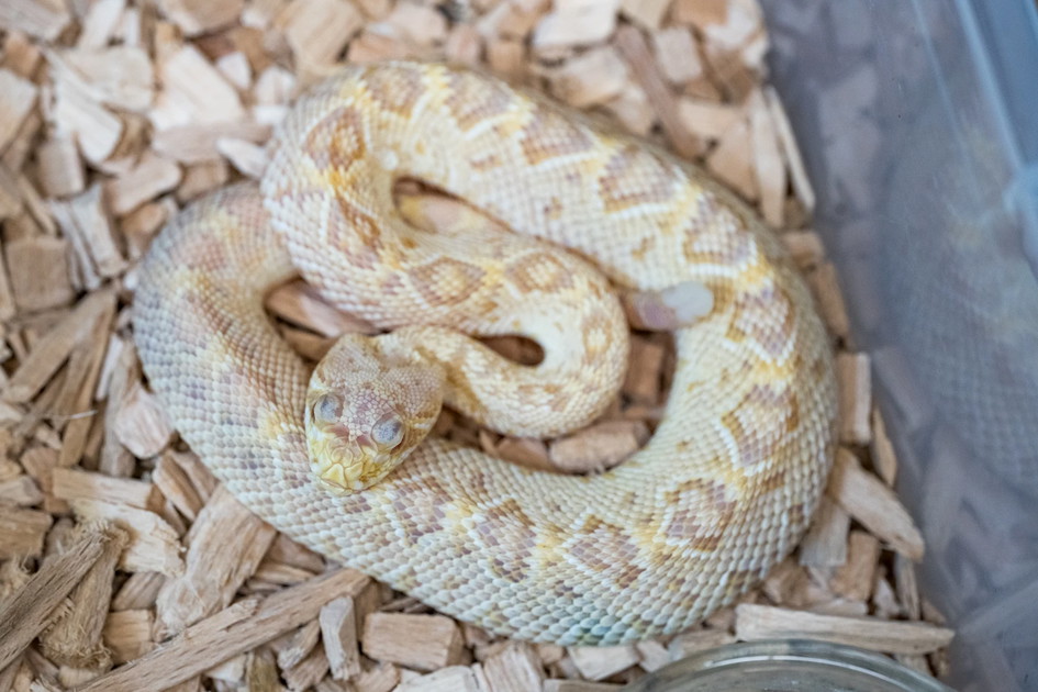 B. asper, C. adamanteus, O. microlepidotus, B. arietans - X