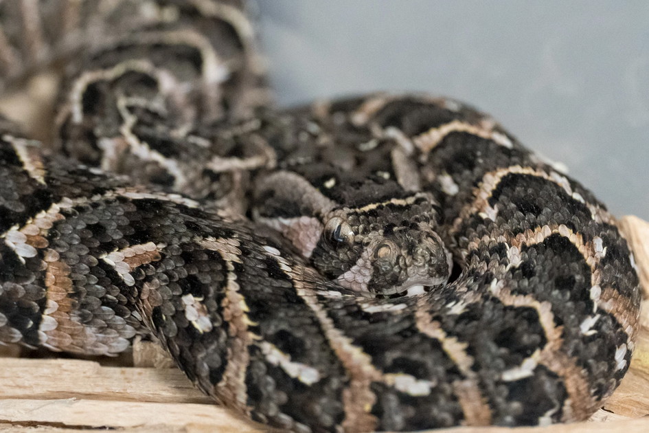 Venomous snakes for Hamm (March) - X