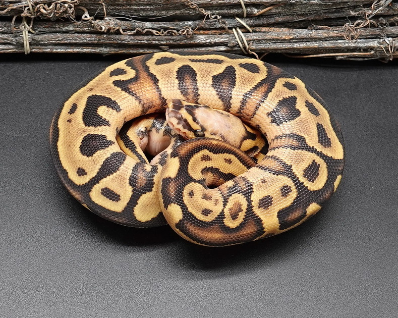 Python regius / Königspython - CB25 and adults - Gerstetten