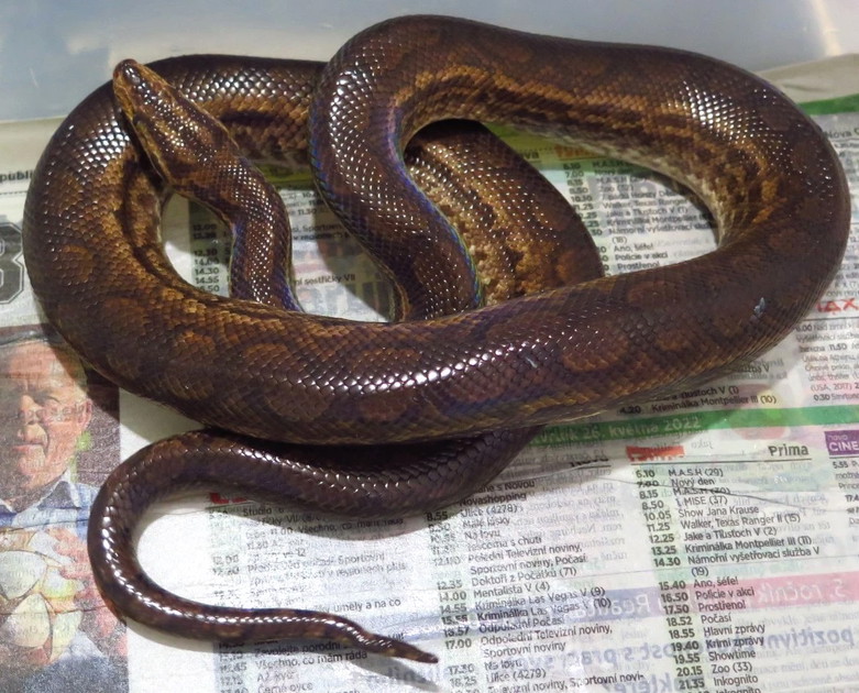 Epicrates cenchria maurus - Guyana Rainbow Boa - Jihlava